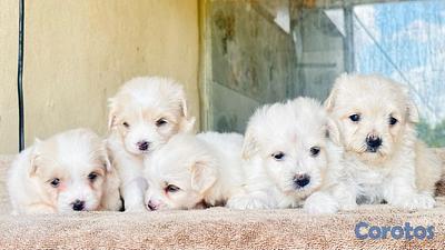 Corotos | OFERTA CACHORRO MALTES AMBOS SEXO EN UBICADO EN SA